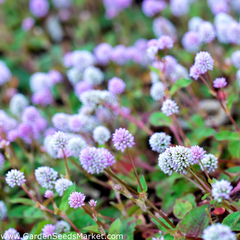 Pink Knotweed, Japanese Knotweed seeds - Polygonum capitatum - 100 ...