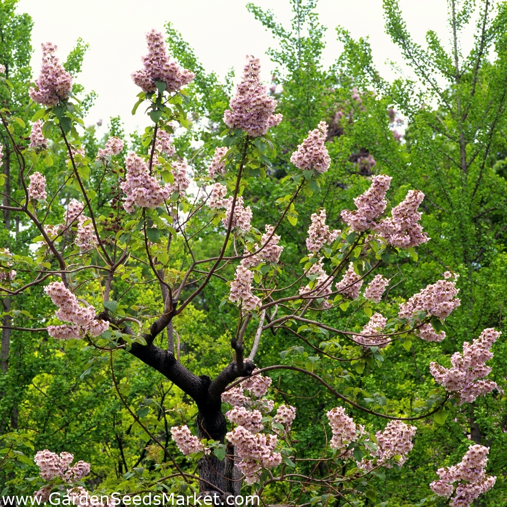 Princess Tree seeds - Paulownia - Paulownia tomentosa - biji – Garden ...