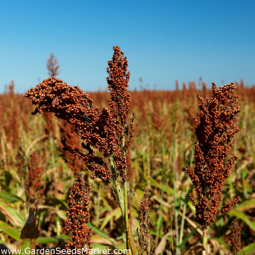 Sorgho - noir - 60 graines - Sorghum nigrum – Garden Seeds Market ...