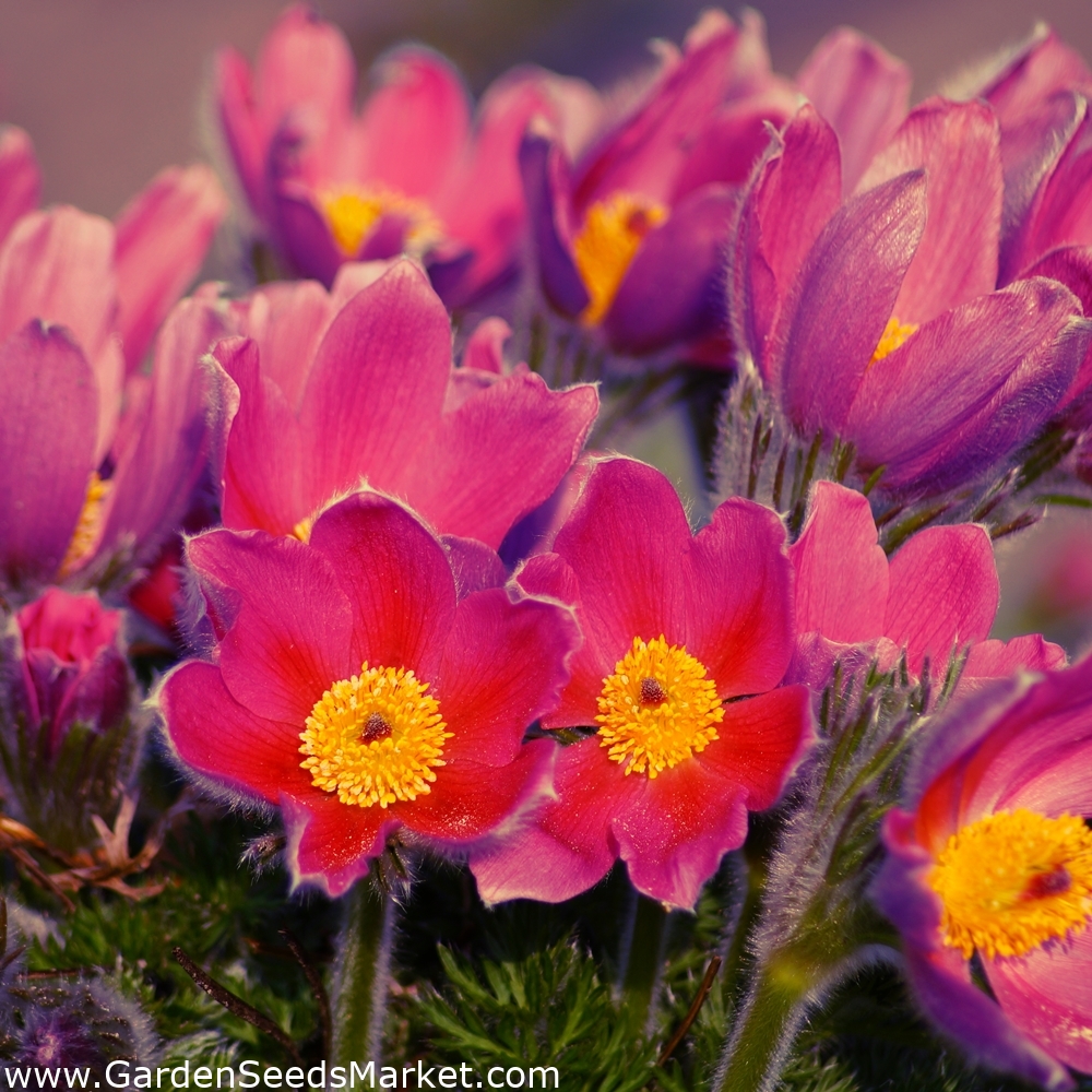 Red Pasque Flower seeds - Anemone pulsatilla - 38 seeds – Garden Seeds ...