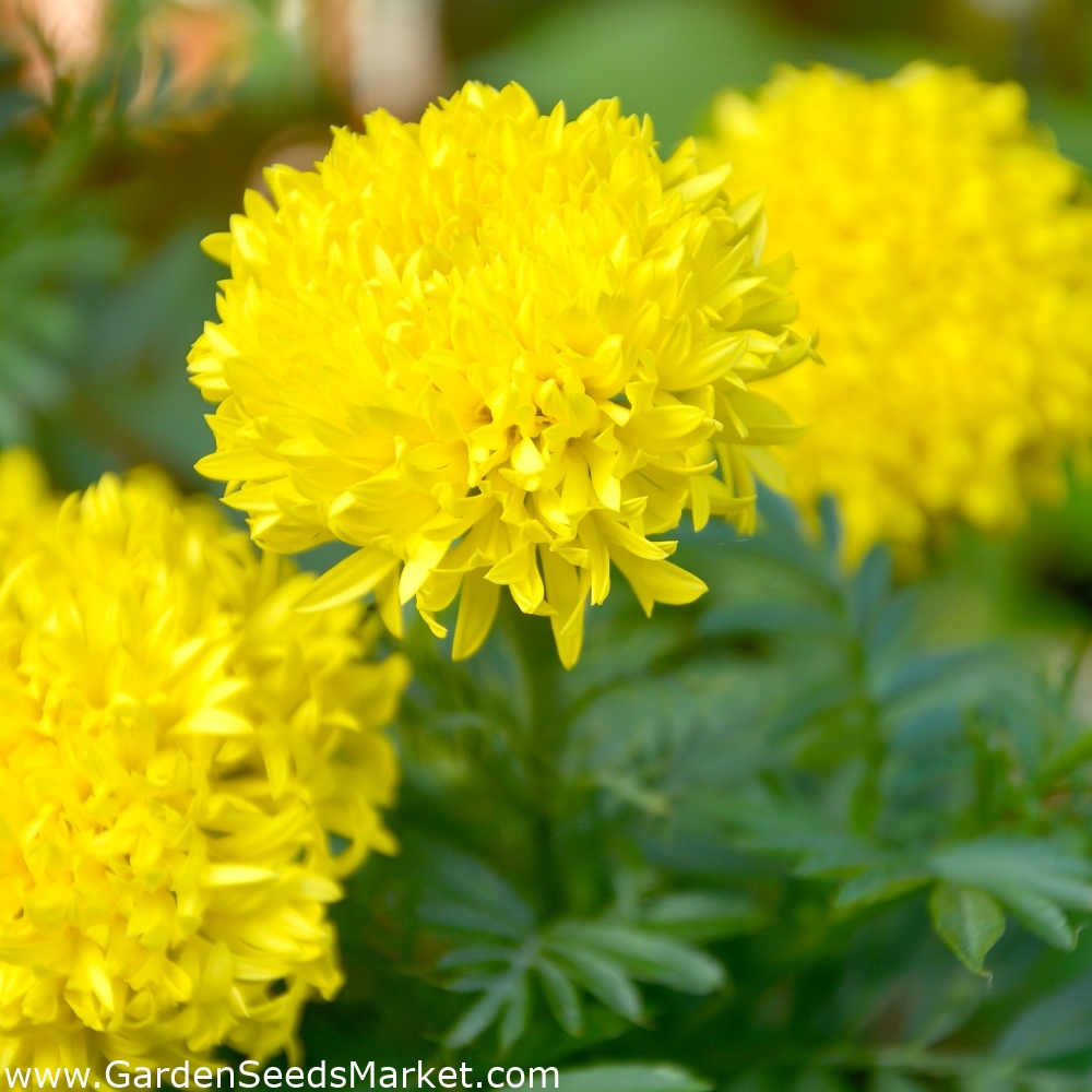 Marigold Fantastic seeds - Tagetes erecta - 90 seeds – Garden Seeds ...