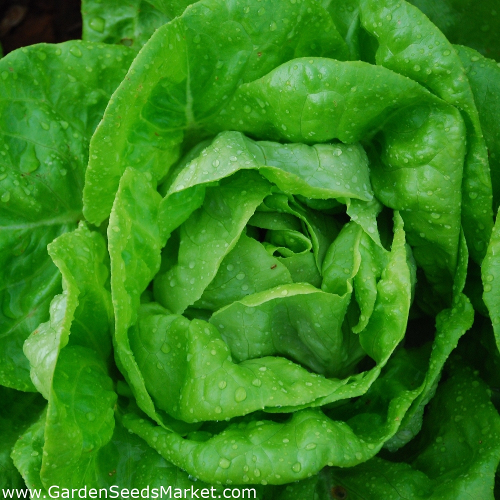 Salat Hode - Justyna - 950 frø - Lactuca sativa L. var. Capitata ...