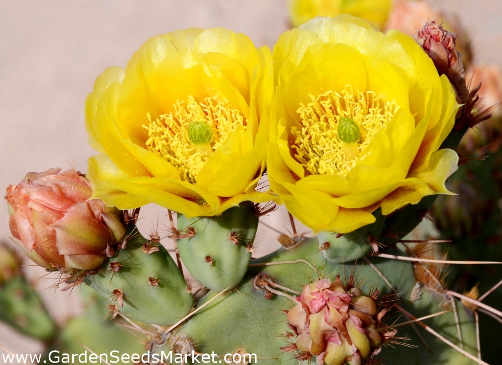 Cactus Plano (Nopal) - Opuntia sp. - semillas – Garden Seeds Market ...