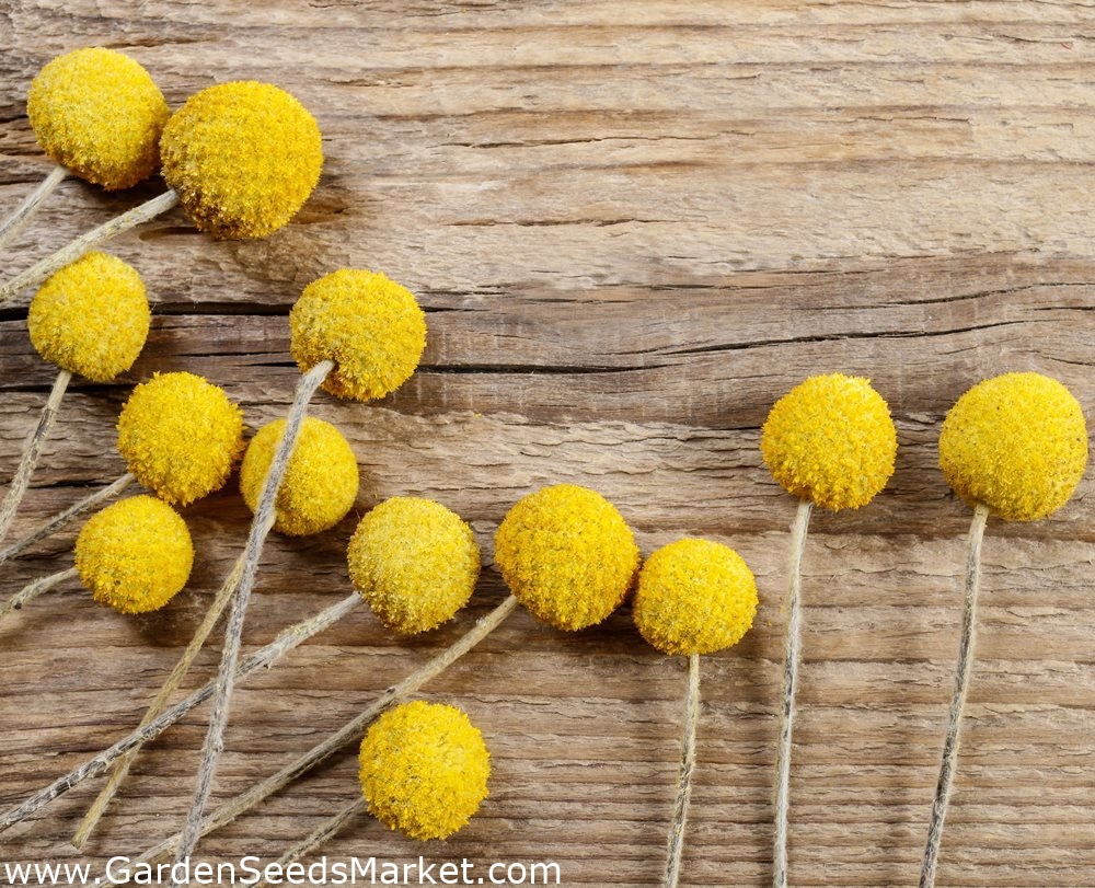 Billy Buttons zaden - Craspedia globosa - 280 zaden - Pycnosorus ...