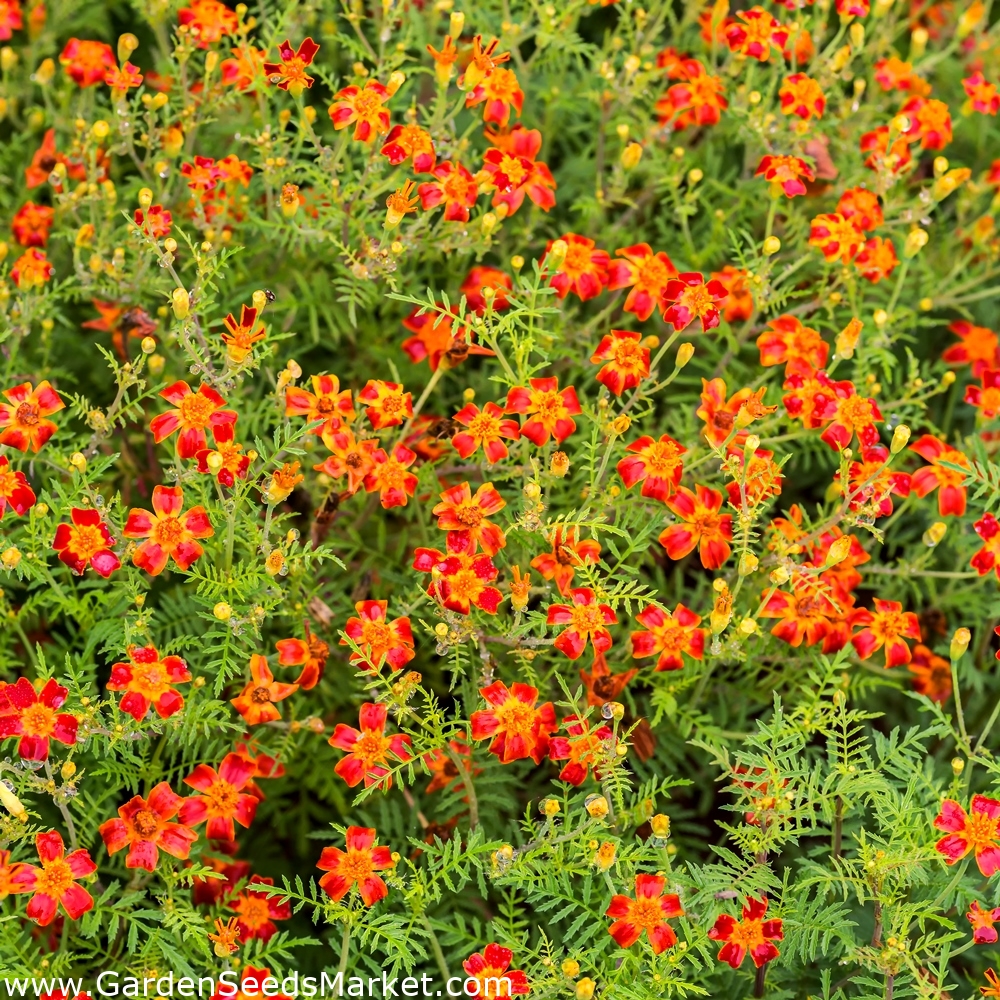 Tagète Citron - Red Gem - 390 graines - Tagetes tenuifolia – Garden ...