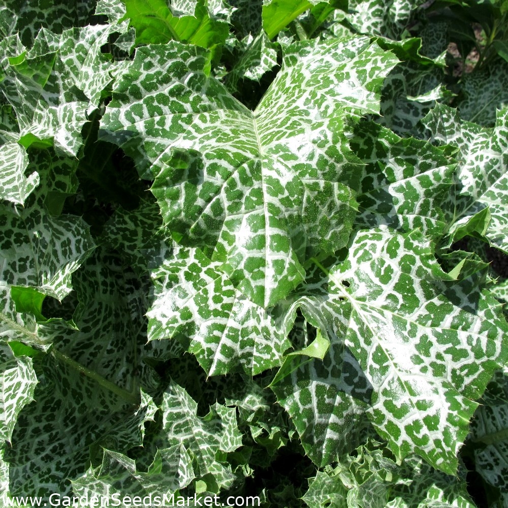 Tikrasis margainis - Silybum marianum - sėklos – Garden Seeds Market ...