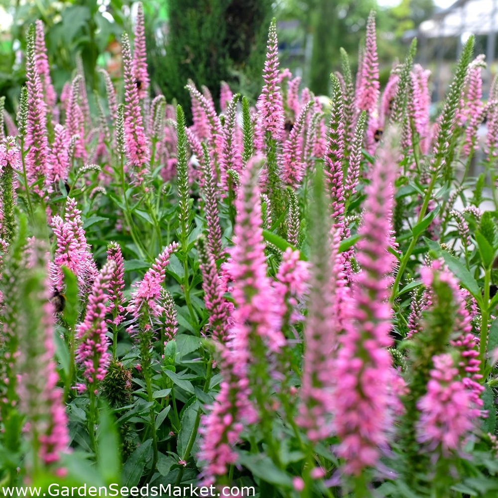 Spiked Speedwell Sightseeing Mix seeds - Veronica spicata - 1000 seeds ...