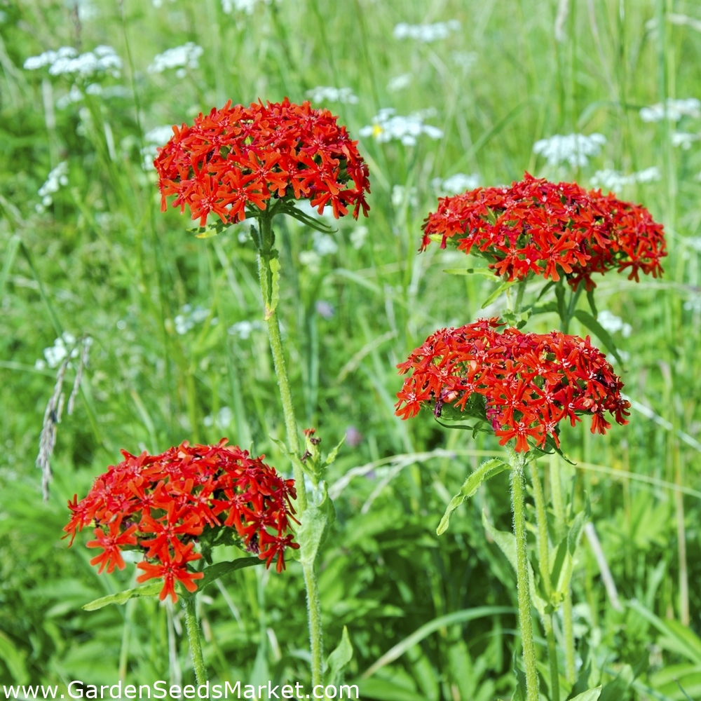 Burning Love - Red - Lychnis chalcedonica - Bold Blooms, Perfect for ...