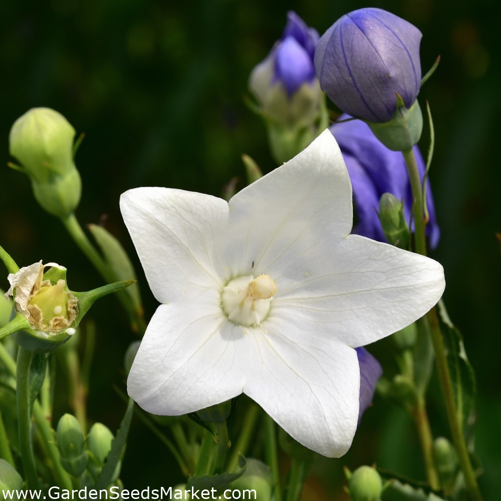 Balloon Flower Fuji White seeds - Platycodon grandiflorus - 110 seeds ...