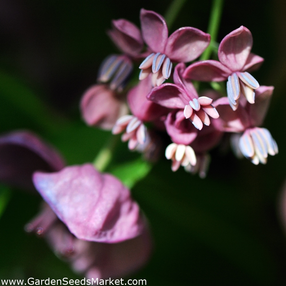 Three-Leaf Akebia seeds - Akebia trifoliata – Garden Seeds Market ...