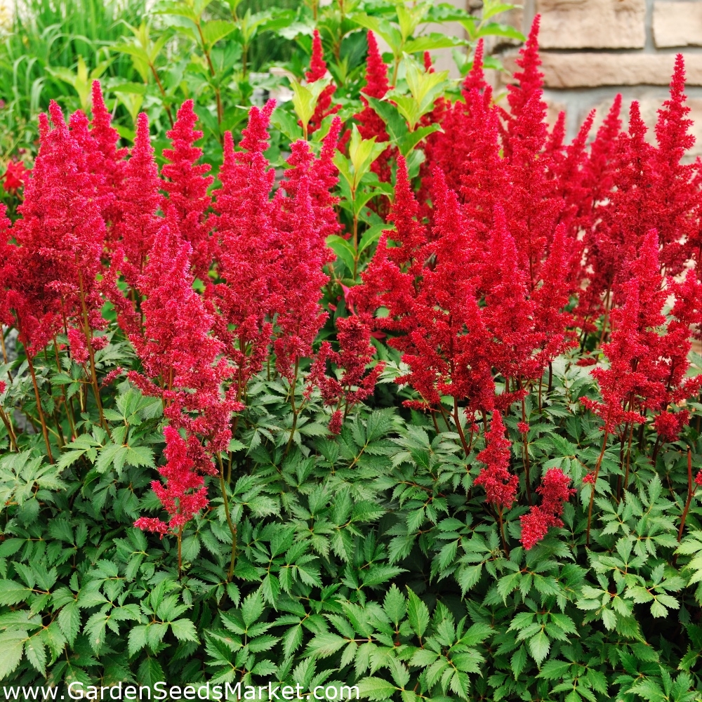 Astilbe Showstar Mix seeds - Astilbe x arendsii - 50 seeds – Garden ...