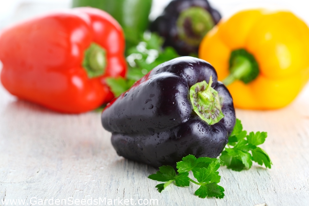 Semi misti di peperone dolce - Capsicum annuum – Garden Seeds Market ...