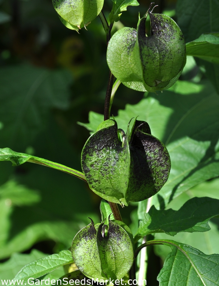 Shoo-Fly-Plant, Apple of Peru seeds - Nicandra physalodes - 360 seeds ...