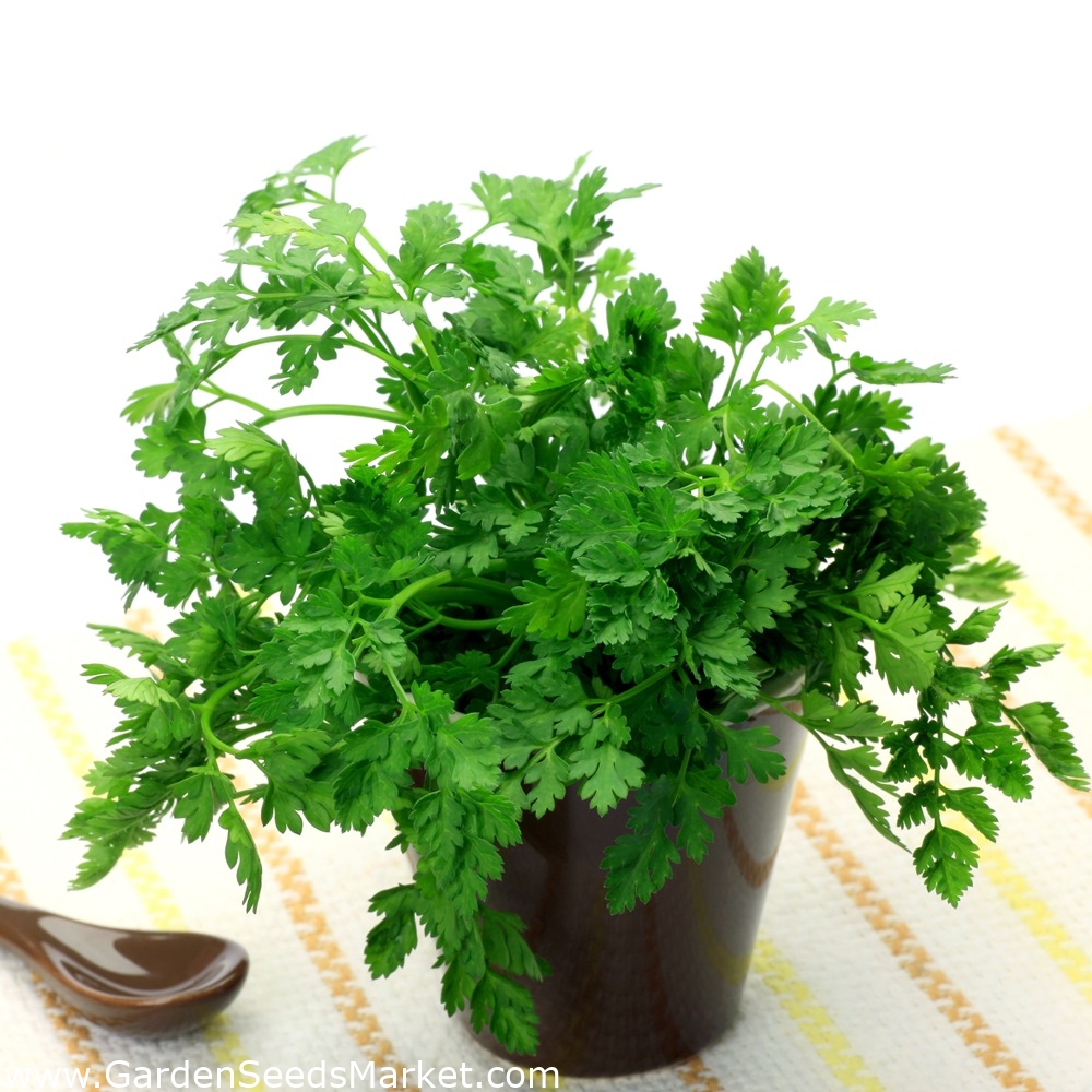 Cerfeuil commun - 400 graines - Anthriscus cerefolium – Garden Seeds ...