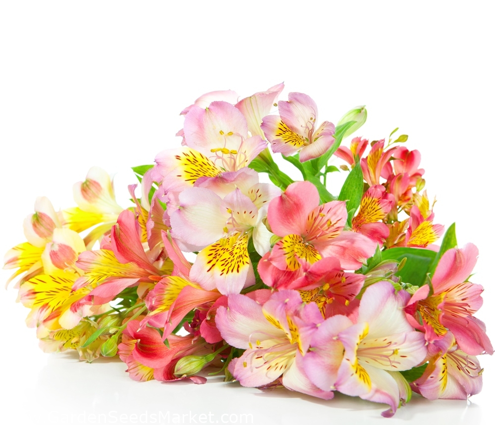 Semena perujske lilije - Alstroemeria Aurantiaca - 5 semen – Garden ...