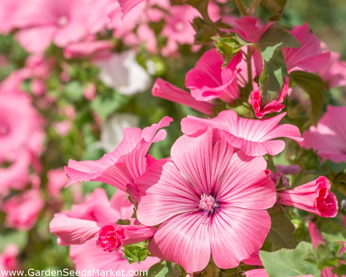 Annual mallow - variety selection; rose mallow, royal mallow, regal ...
