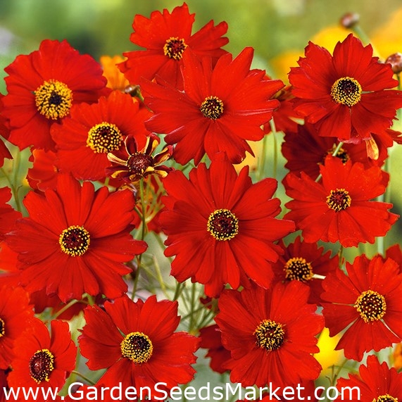 Calliopsis 종자 - Coreopsis tinctoria - 1000 종자 - 씨앗 – Garden Seeds ...