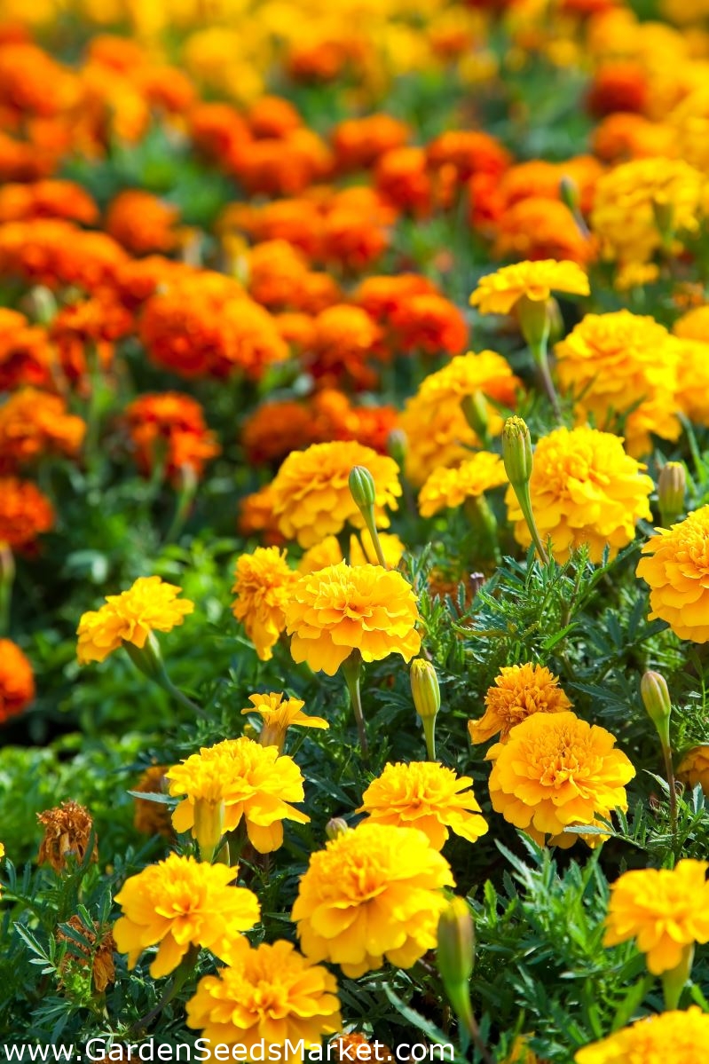 French marigold - variety selection - 350 seeds – Garden Seeds Market ...