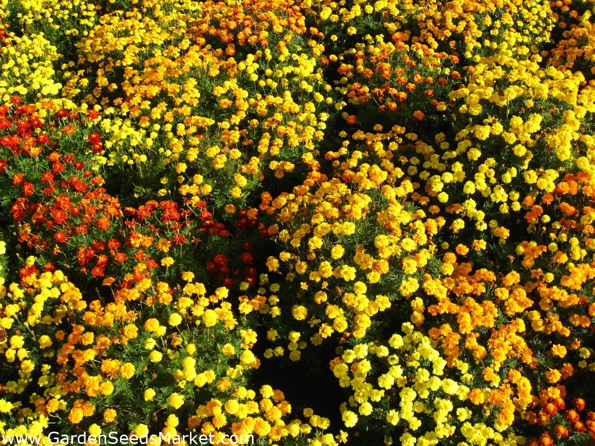 French marigold - variety selection - 350 seeds – Garden Seeds Market ...