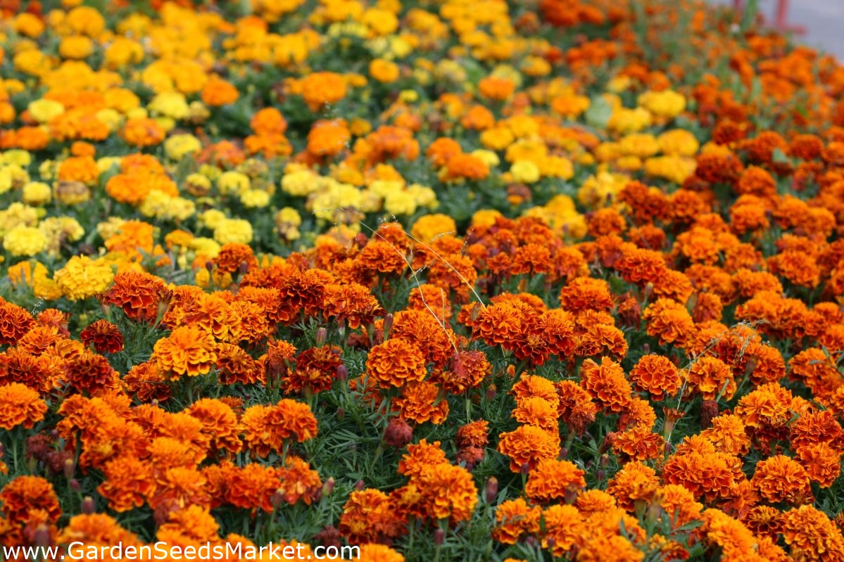 French marigold - variety selection - 350 seeds – Garden Seeds Market ...