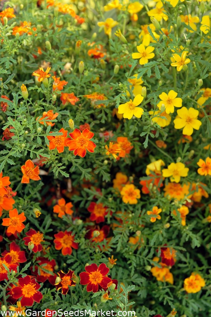 Signet Marigold - Mixed - Tagetes tenuifolia - Hardy and Long-Lasting ...