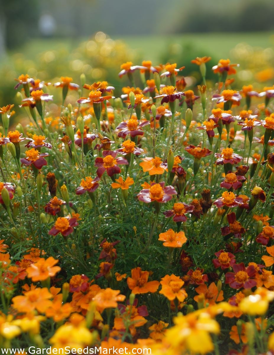 Smulkusis serentis - mišinys - 600 sėklos - Tagetes tenuifolia – Garden ...