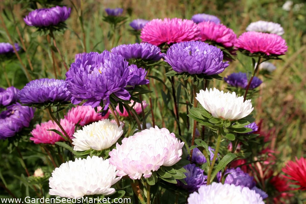 Dwarf chinese aster - variety mix - 625 seeds – Garden Seeds Market ...