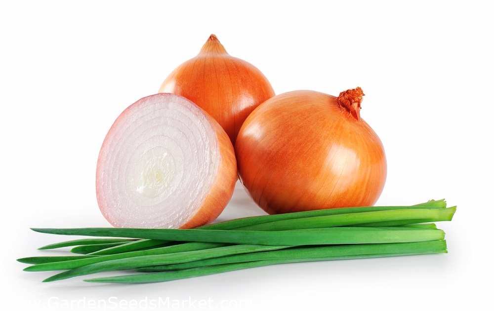 Ajuin - Exhibition - 250 zaden - Allium cepa L. – Garden Seeds Market ...
