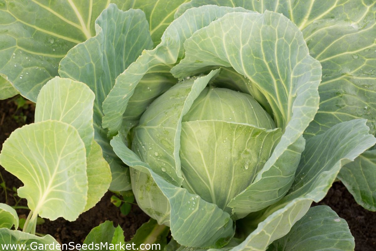 Kubis putih "Panen pertama" - 240 biji - Brassica oleracea convar ...