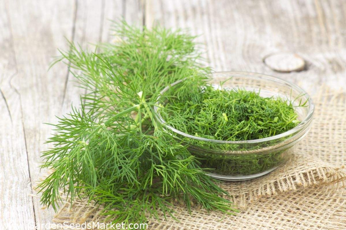 Krapas - Superducat - 2800 sėklos - Anethum graveolens L. – Garden ...