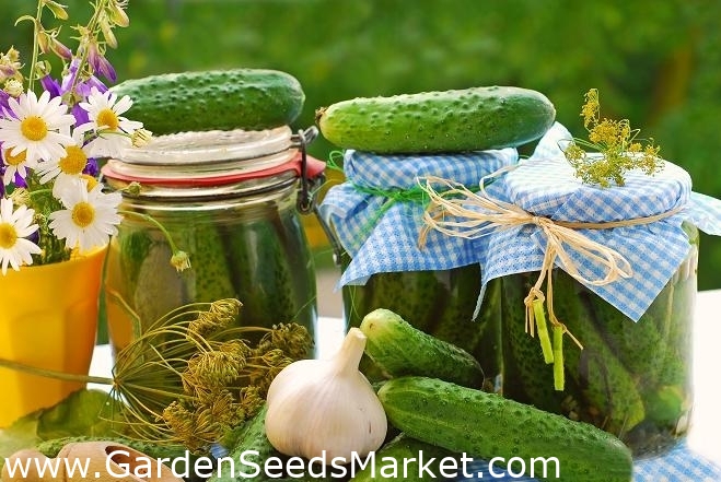 Cucumber - Polan F1 - Crisp, Crunchy Delight, Perfect for Pickling ...