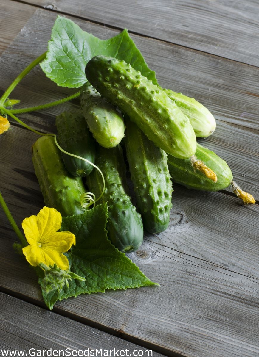 Gherkin Cucumber "Cornichon de Paris" - ideal for pickles - 70 seeds ...