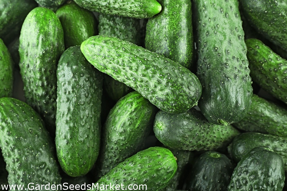 Almindelig Agurk - Andrus - 175 frø - Cucumis sativus – Garden Seeds ...
