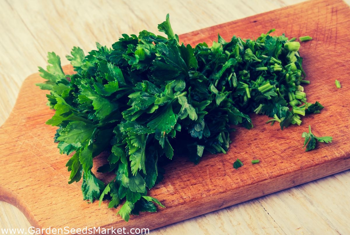 Peterseli daun "Commun 2" - 3000 biji - Petroselinum crispum – Garden ...