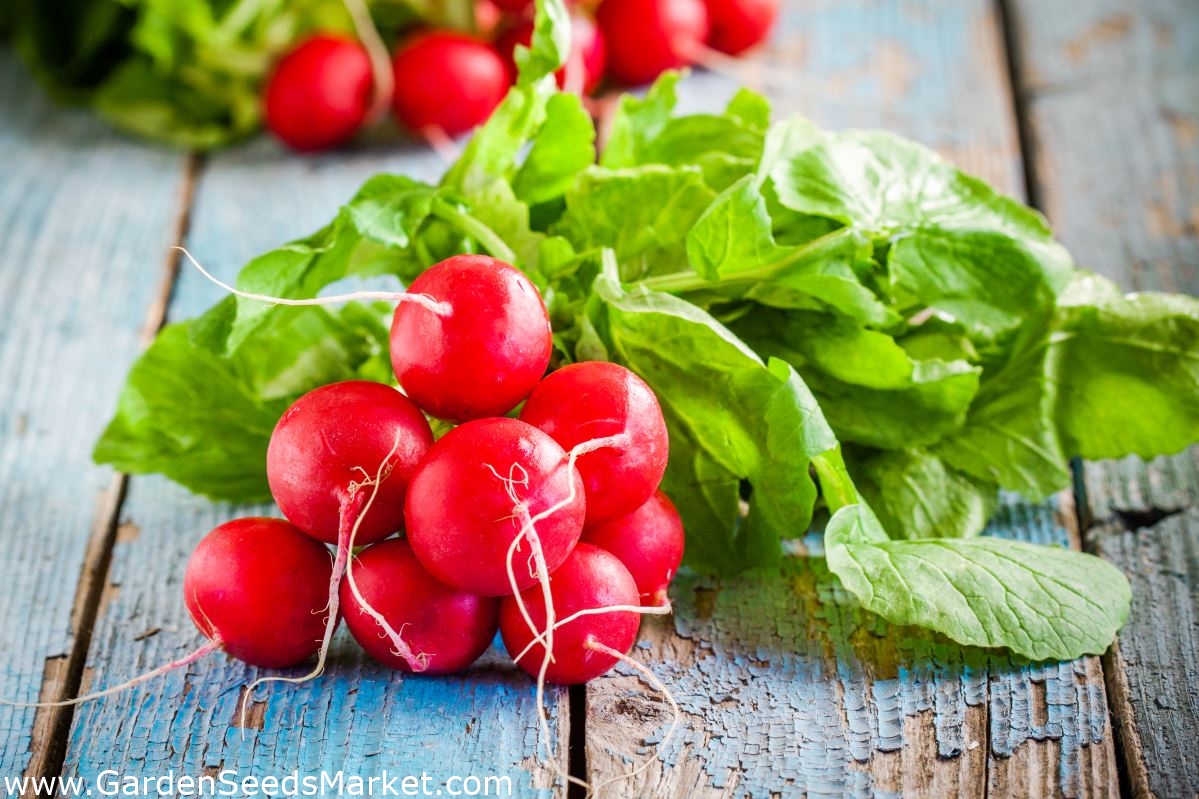 Turp "Rowa" - 425 tohumlar - Raphanus sativus L. – Garden Seeds Market ...