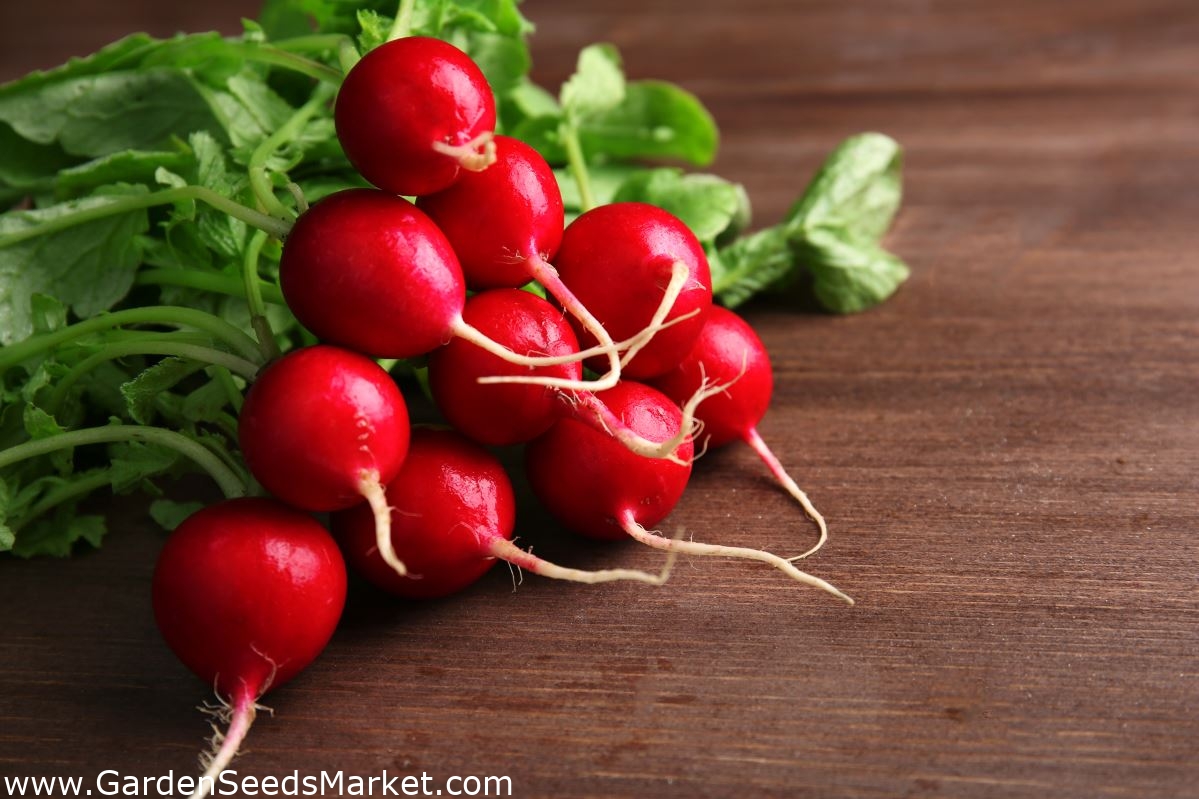 Turp "Rowa" - 425 tohumlar - Raphanus sativus L. – Garden Seeds Market ...