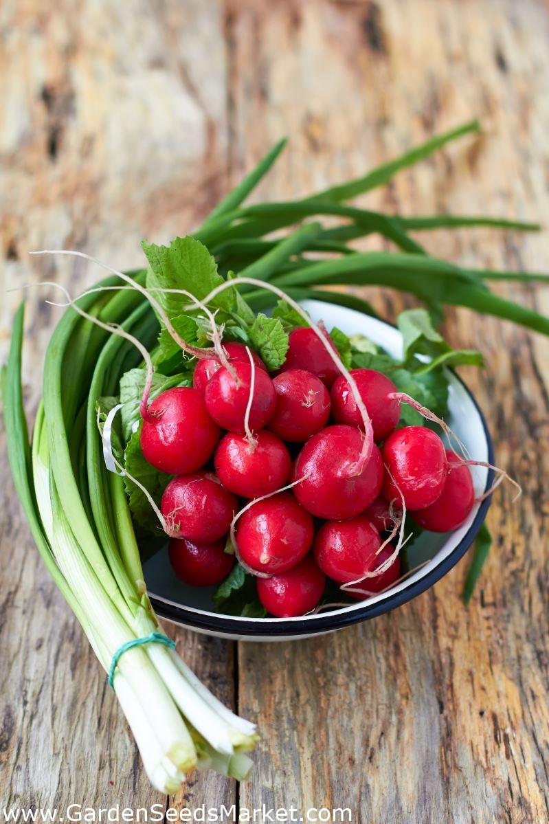 Turp "Rowa" - 425 tohumlar - Raphanus sativus L. – Garden Seeds Market ...