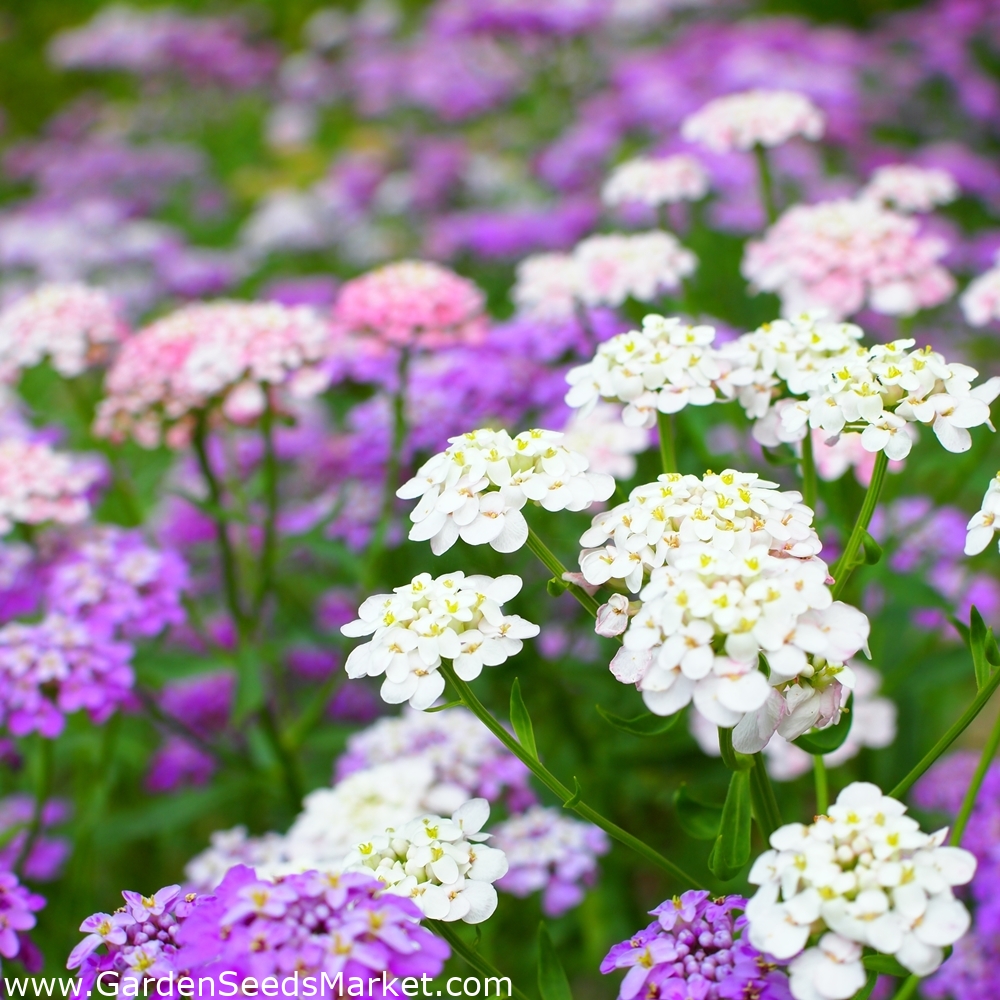 Candytuft, Globe Candytuft mixed seeds - Iberis umbellata - 410 seeds ...