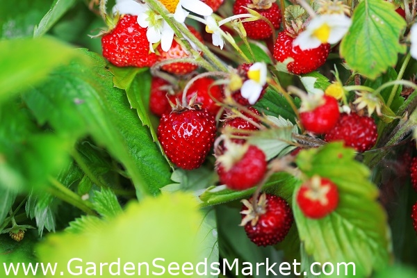 Ahomansikka - Rugia - 1280 siemenet - Fragaria vesca – Garden Seeds ...