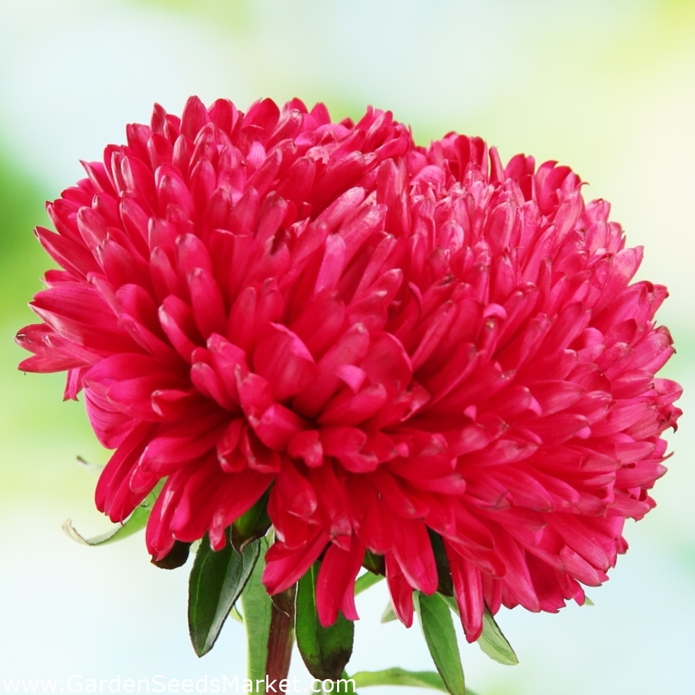 Dwarf Aster - Milady Scarlet - Callistephus chinensis - Fiery Red ...