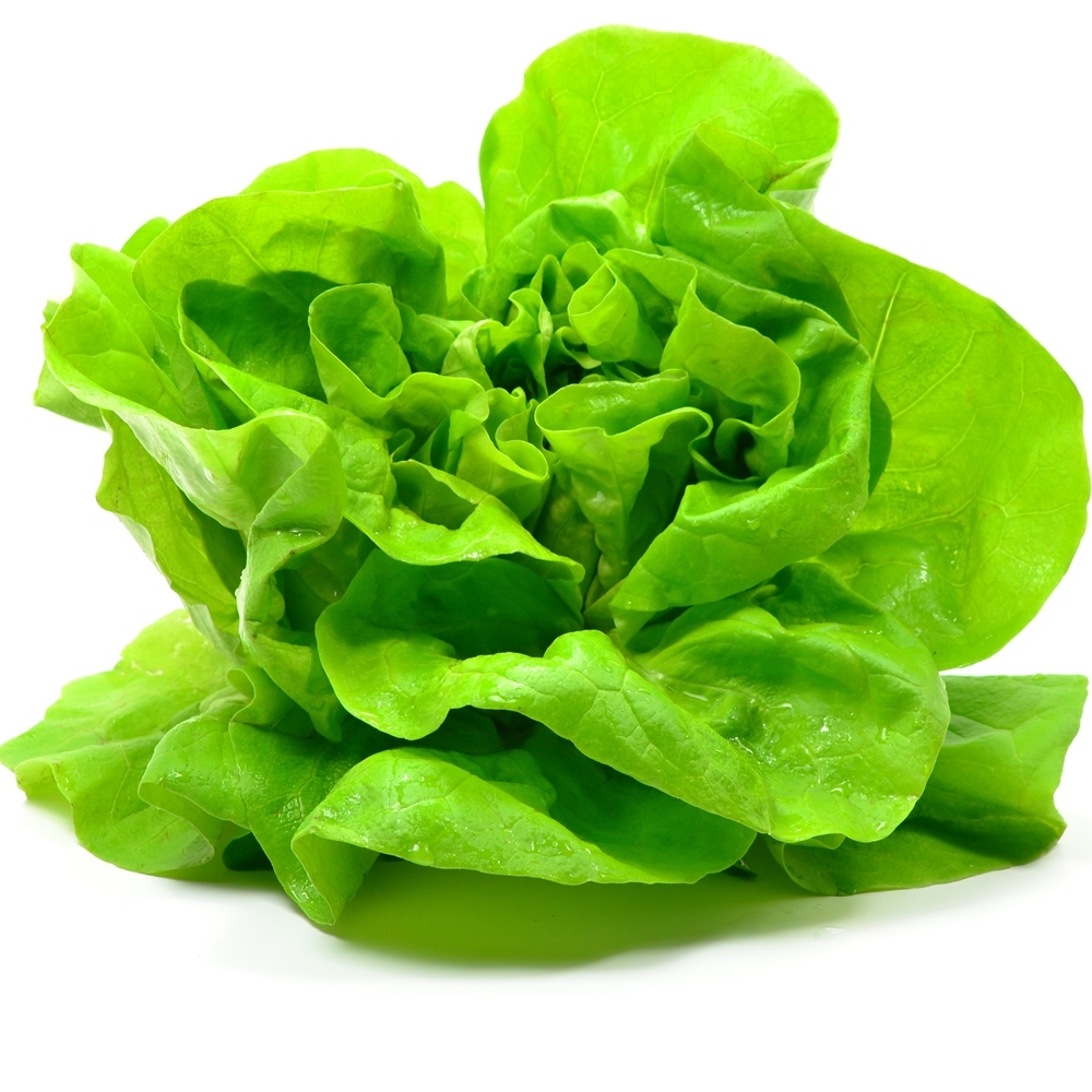 Lettuce Olenka seeds - Lactuta sativa - 800 seeds – Garden Seeds Market ...