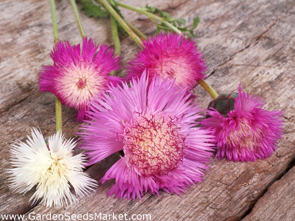 Sweet Sultan - Mixed - Centaurea imperialis - Multicoloured Floral ...