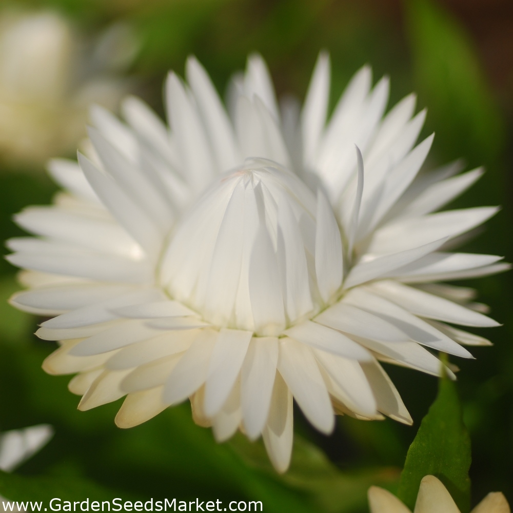 Strawflower Double White seeds - Helichrysum bracteatum - 1250 seeds ...