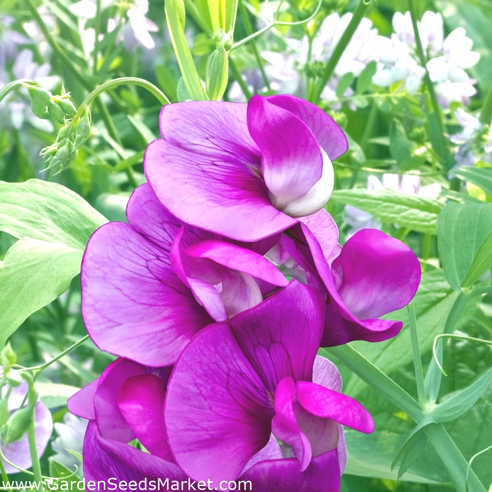 Everlasting Pea, Perennial Pea mixed seeds - Lathyrus latifolius - 18 ...