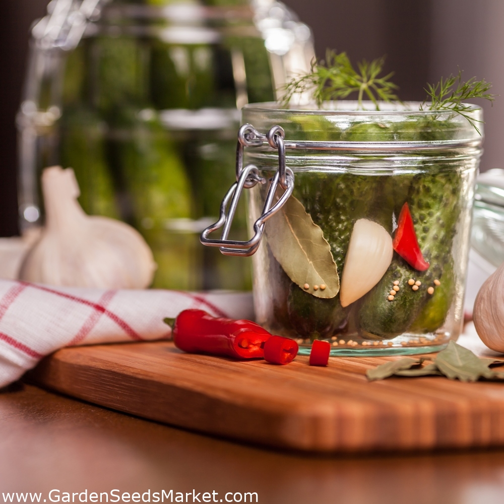 Paprastasis agurkas - Gift - 165 sēklas - Cucumis sativus – Garden ...