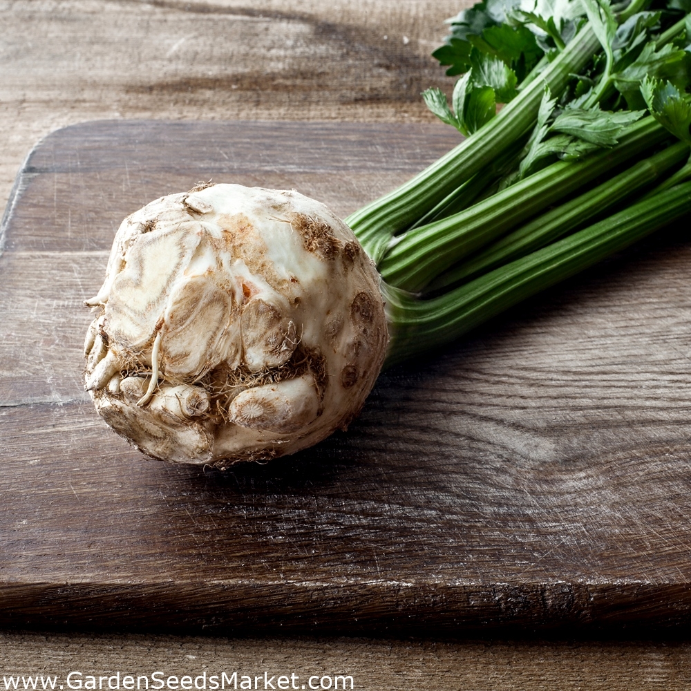 Celeriac, Sayuran akar "Prager Reuzen" - 1800 biji - Apium graveolens ...