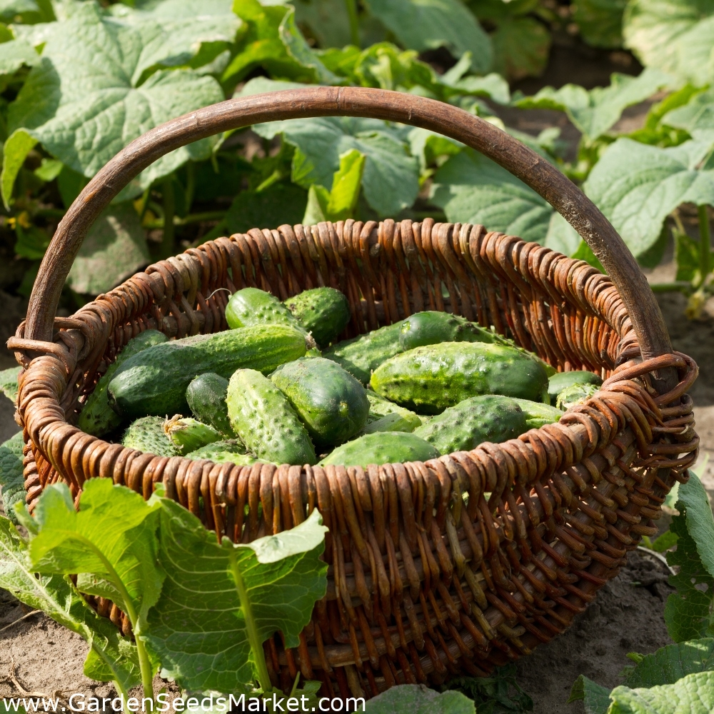 Cucumber Gift seeds - Cucumis sativus - 165 seeds – Garden Seeds Market ...