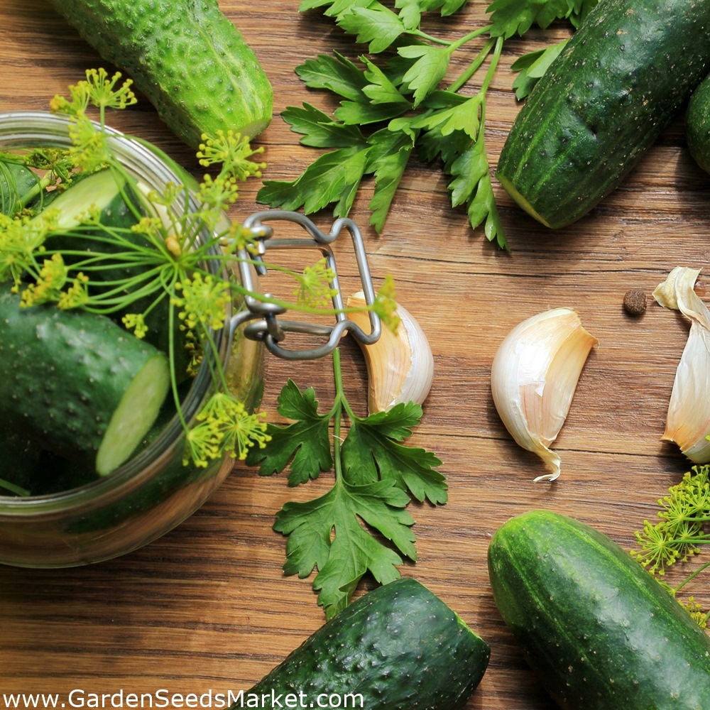 Cucumber - Polan F1 - Crisp, Crunchy Delight, Perfect for Pickling ...