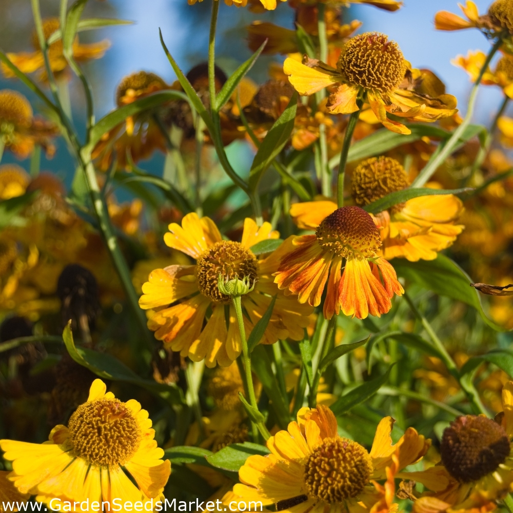 Common Sneezeweed seeds - Helenium autumnale - 500 seeds – Garden Seeds ...