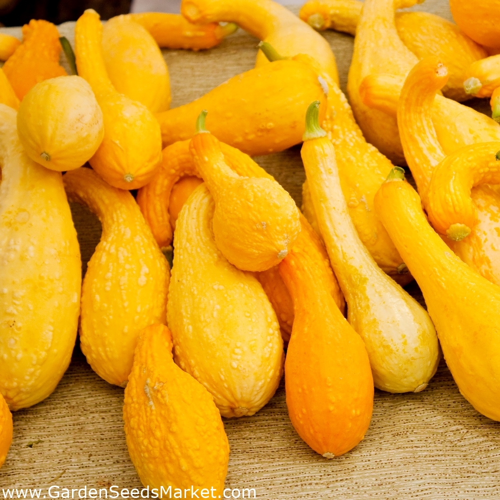 Ornamental Gourd - Yellow Crookneck - Golden Curved Squash, Ornamental ...